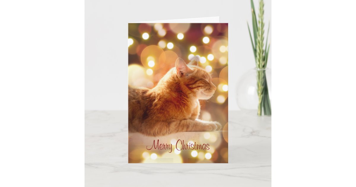 Peaceful Kitty with Christmas Lights Holiday Card | Zazzle
