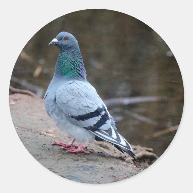 Peaceful pigeon classic round sticker | Zazzle