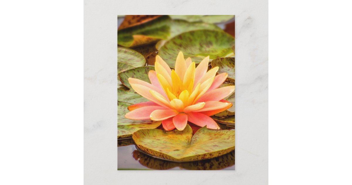 Peach Lotus Flower Postcard | Zazzle