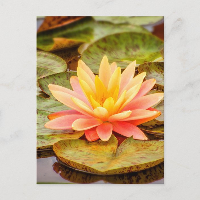 Peach Lotus Flower Postcard | Zazzle.com
