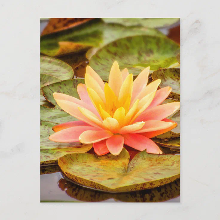 Peach Lotus Flower Postcard | Zazzle