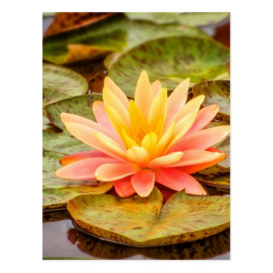 Peach Lotus Flower Postcard | Zazzle.com
