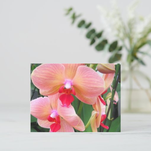 Peach orchids - Postcard | Zazzle