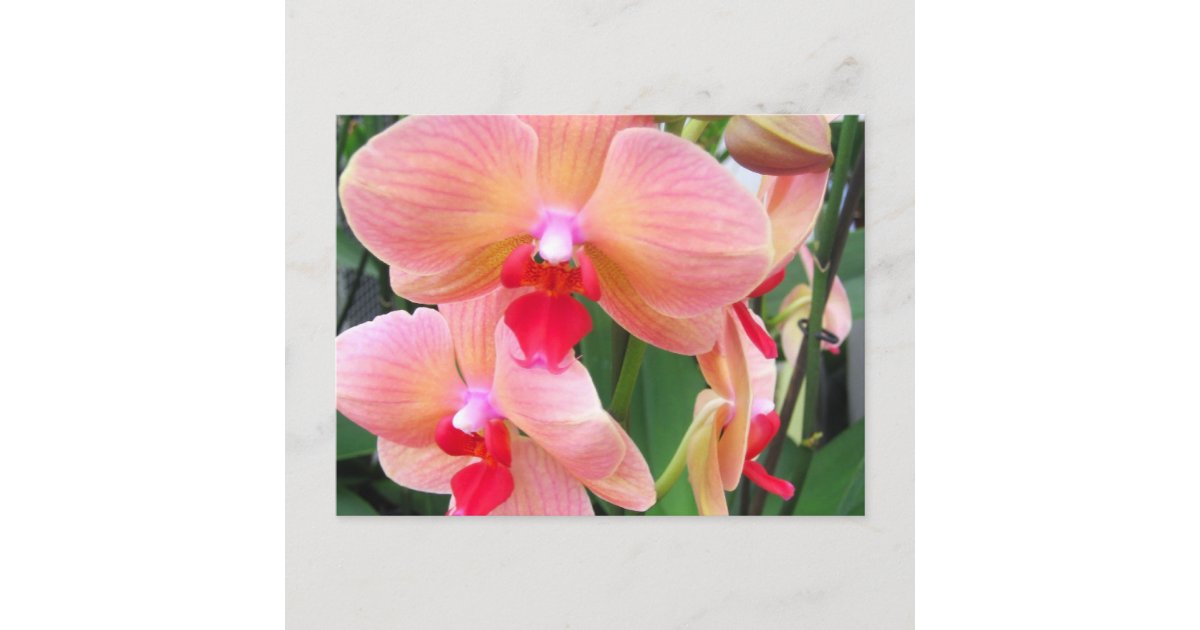 Peach orchids - Postcard | Zazzle