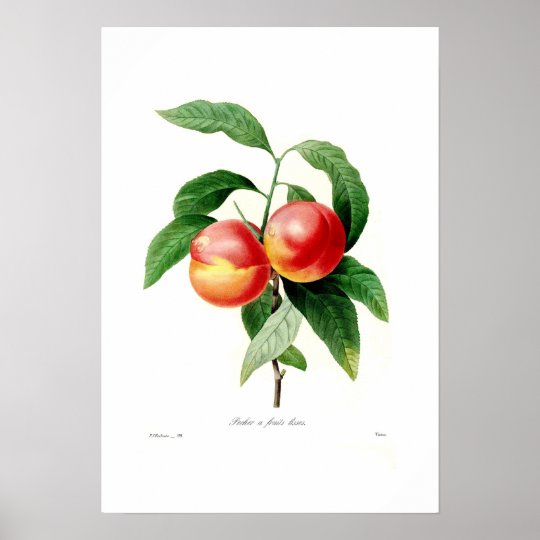 Peach Poster | Zazzle.com