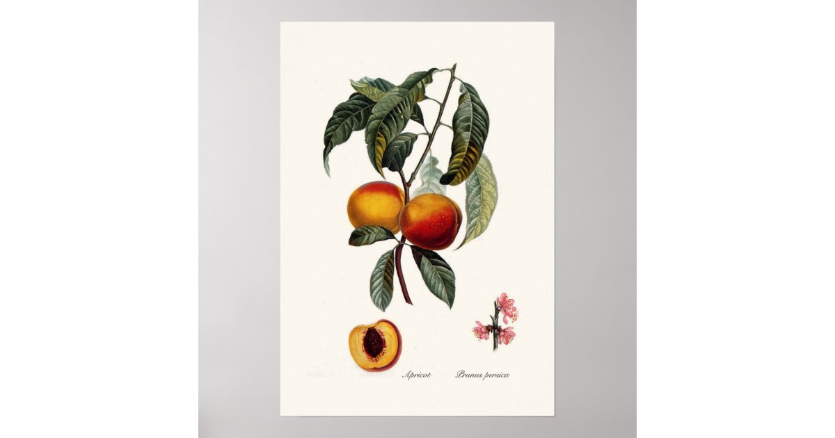 Peach Poster | Zazzle