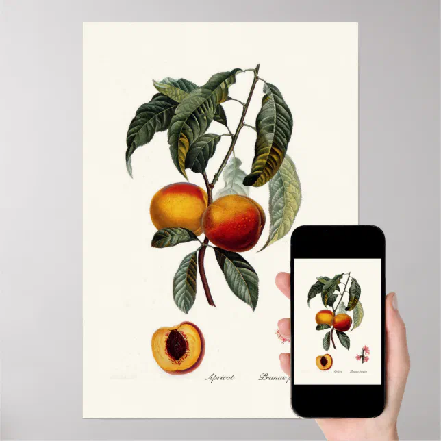 Peach Poster | Zazzle