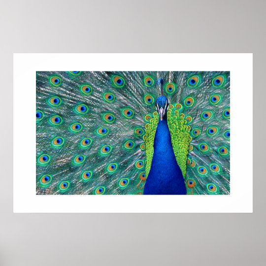 Peacock#3-Poster Poster | Zazzle.com