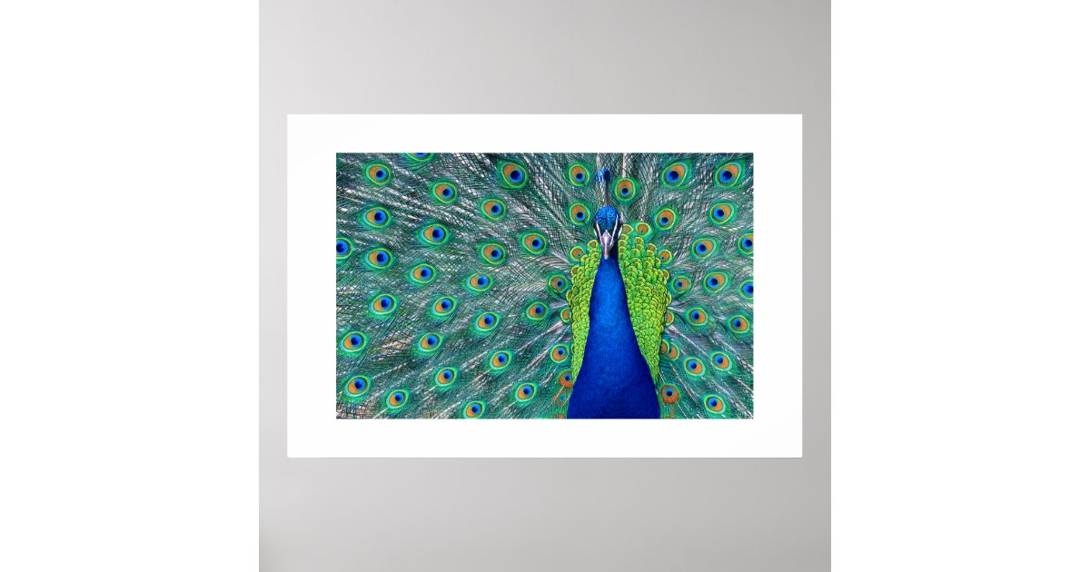 Peacock#3-Poster Poster | Zazzle.com