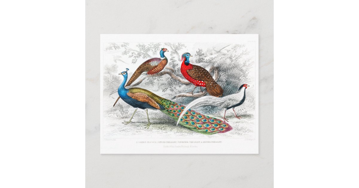 Peacock and Pheasants - Oliver Goldsmith - vintage Postcard | Zazzle