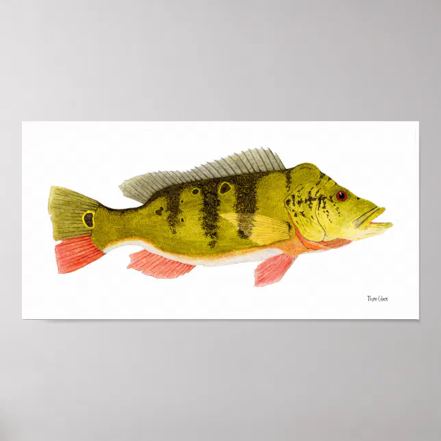 Peacock Bass Art Poster | Zazzle