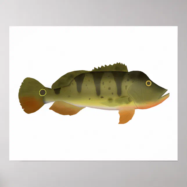 Peacock Bass Poster | Zazzle