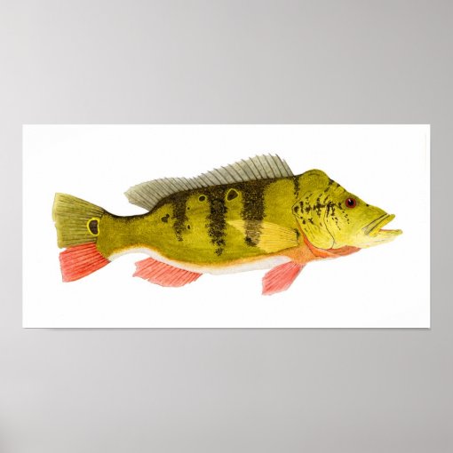Peacock Bass Print | Zazzle