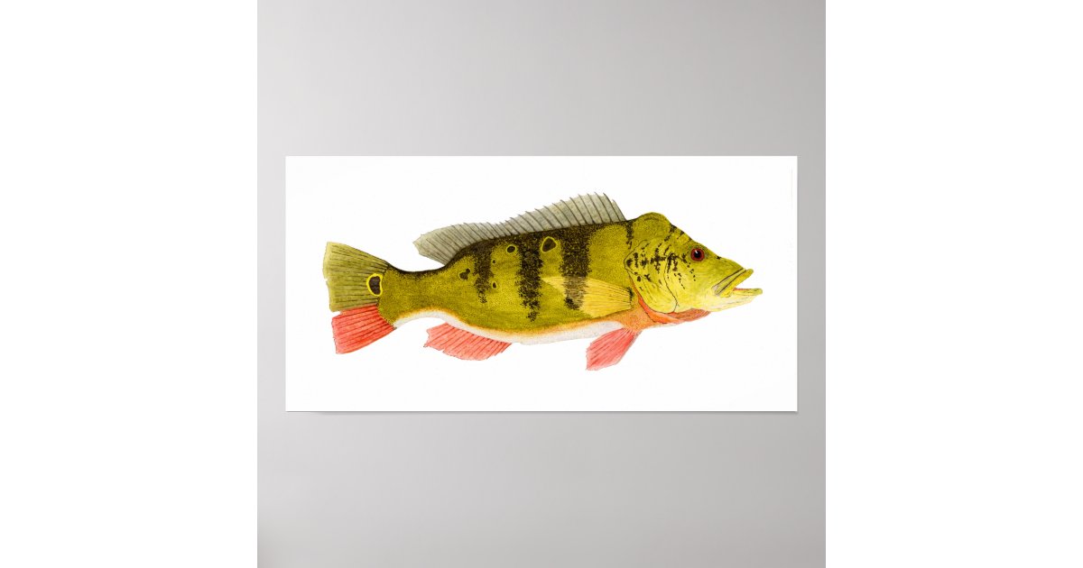 Peacock Bass Print | Zazzle