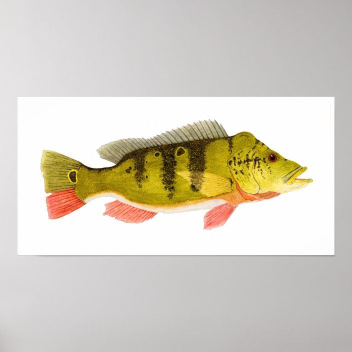 Peacock Bass Print | Zazzle.com