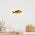 Peacock Bass Print | Zazzle