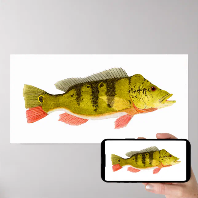 Peacock Bass Print | Zazzle