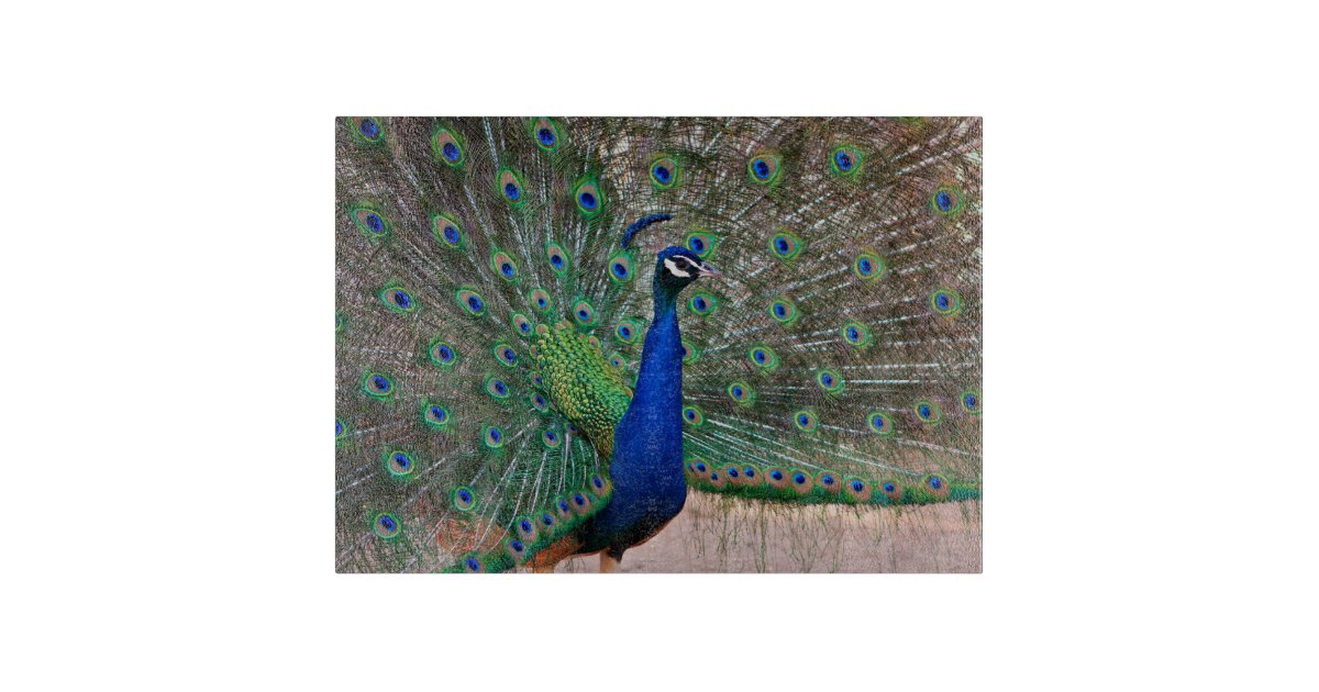 Peacock bird display cutting board | Zazzle