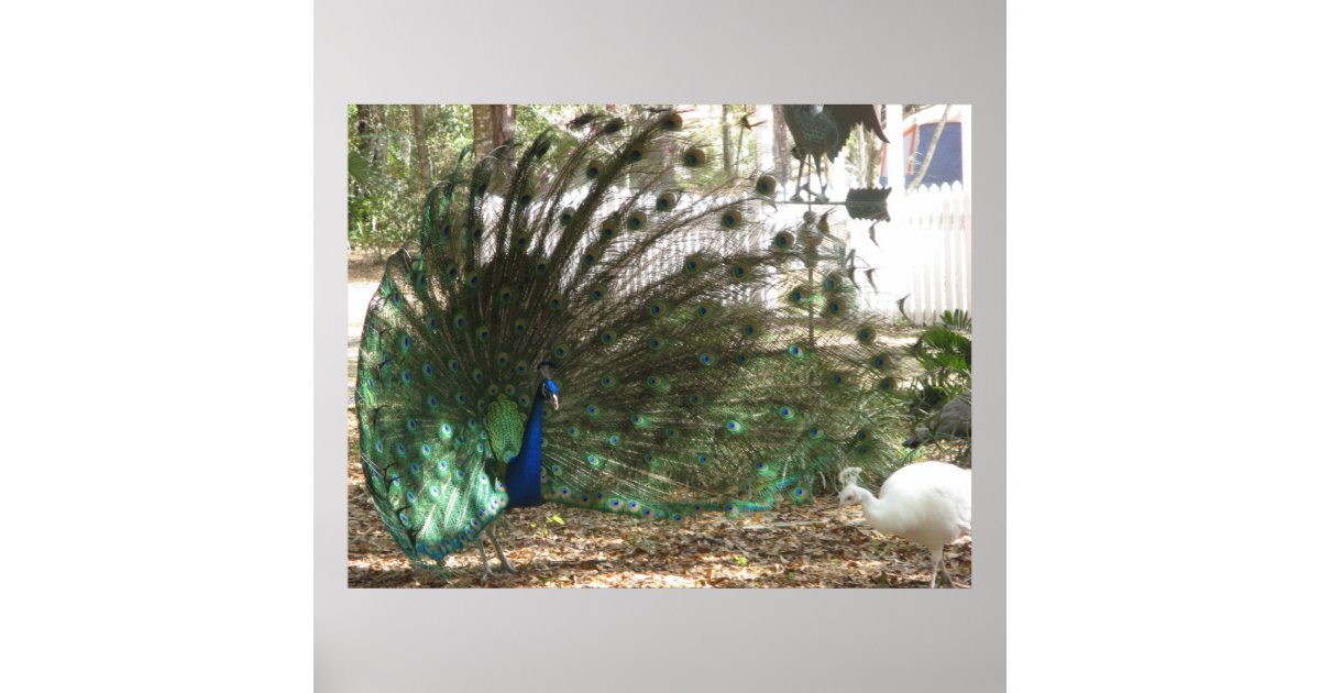 Peacock Bird Plumage and Albino Peahen Photo Poster | Zazzle