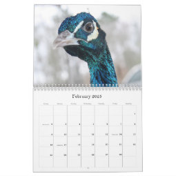 Peacock Calendar | Zazzle
