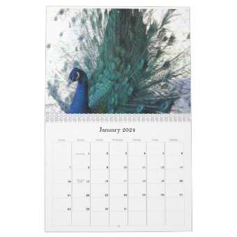Peacock Calendar | Zazzle