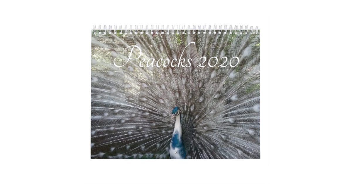 Peacock Calendar | Zazzle