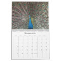 Peacock Calendar | Zazzle