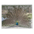 Peacock Calendar | Zazzle