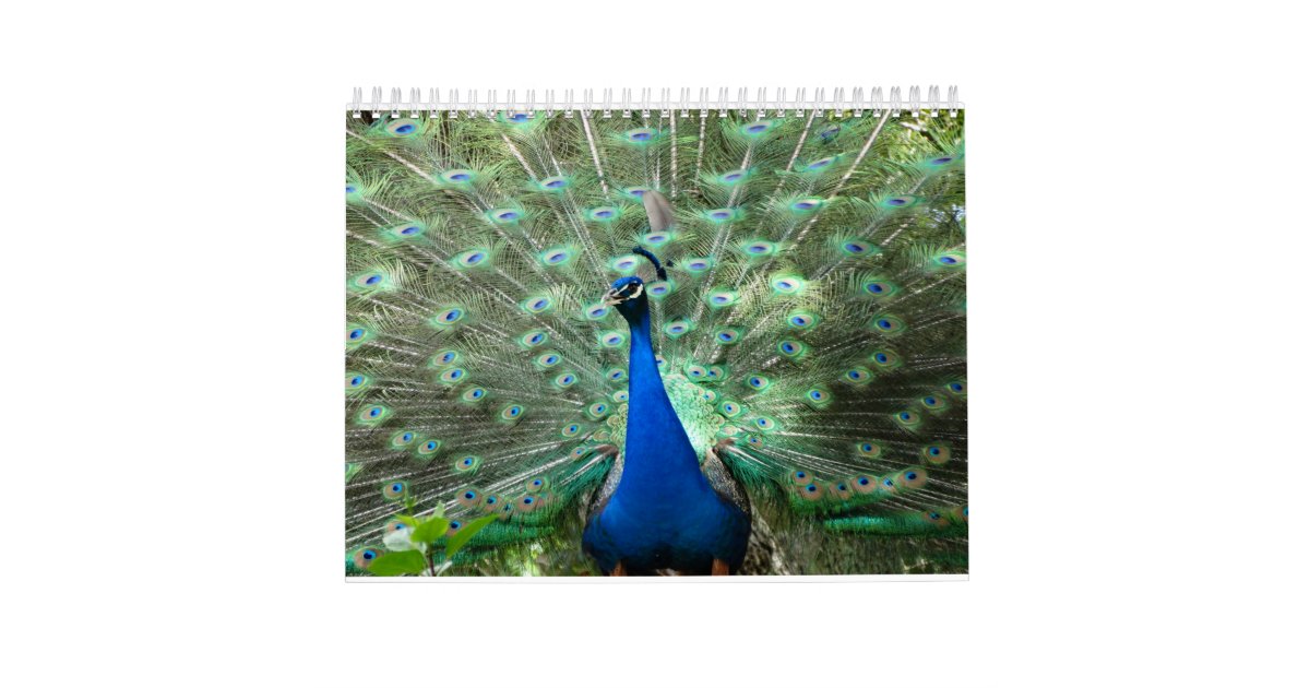 Peacock Calendar | Zazzle