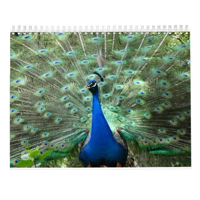 Peacock Calendar | Zazzle