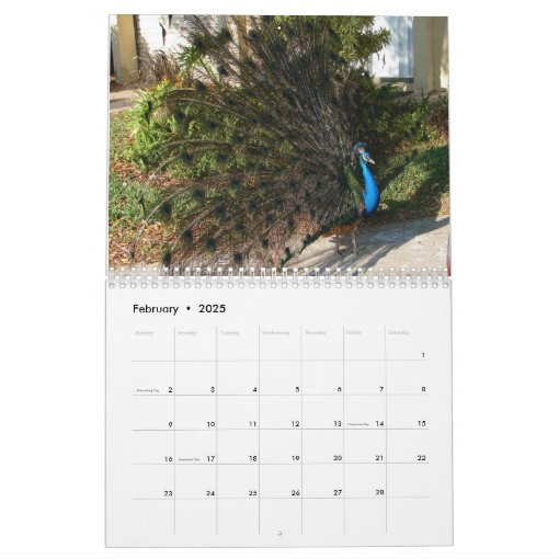 Peacock Calendar | Zazzle