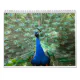 Peacock Calendar | Zazzle