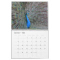 Peacock Calendar | Zazzle