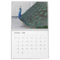 Peacock Calendar | Zazzle
