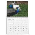 Peacock Calendar | Zazzle