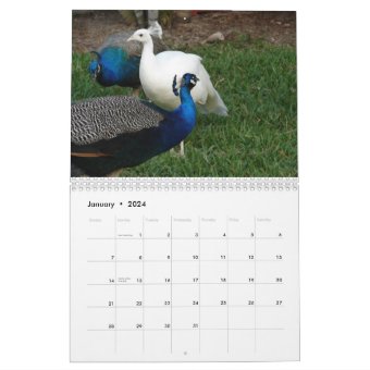 Peacock Calendar | Zazzle
