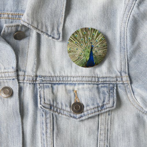 Peacock Display Pinback Button | Zazzle