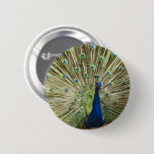 Peacock Display Pinback Button | Zazzle