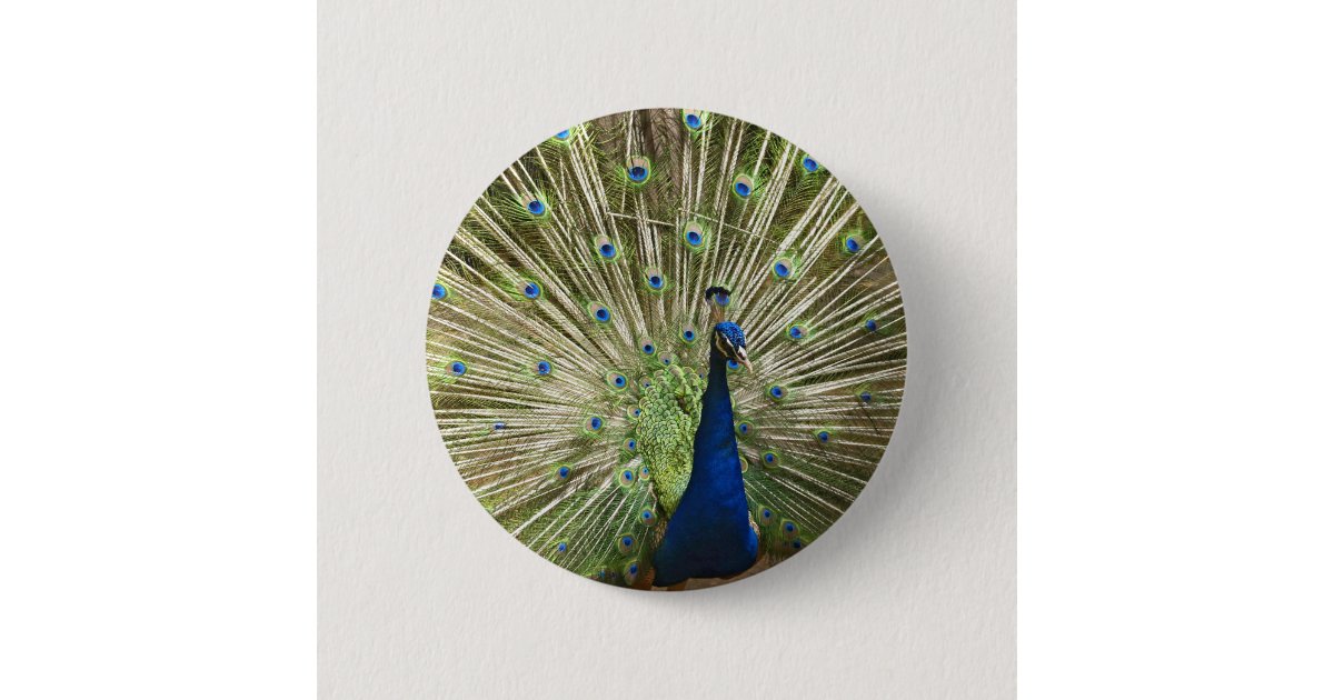 Peacock Display Pinback Button | Zazzle