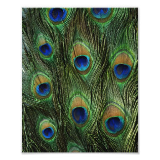 Peacock Photo Prints, Peacock Photography Online