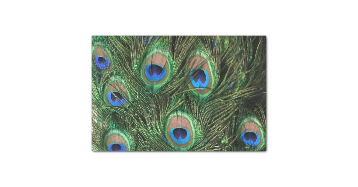 Peacock Feather Tissue Paper | Zazzle