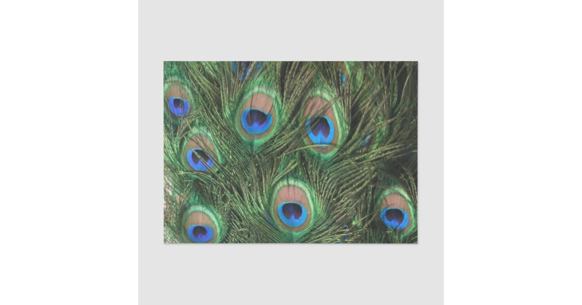 Peacock Feather Tissue Paper | Zazzle