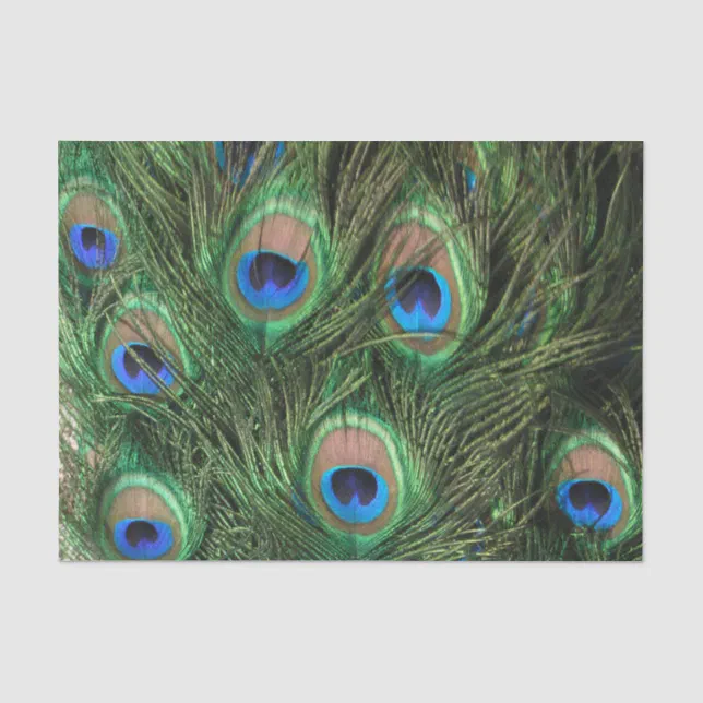 Peacock Feather Tissue Paper | Zazzle