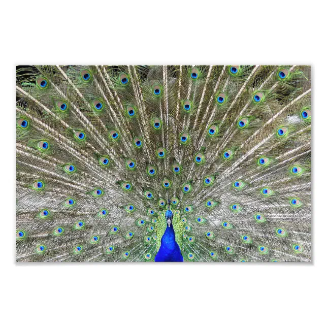 Peacock Photo Print | Zazzle