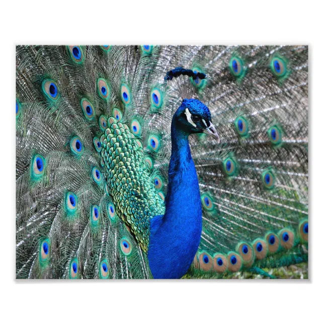 Peacock Photo Print | Zazzle