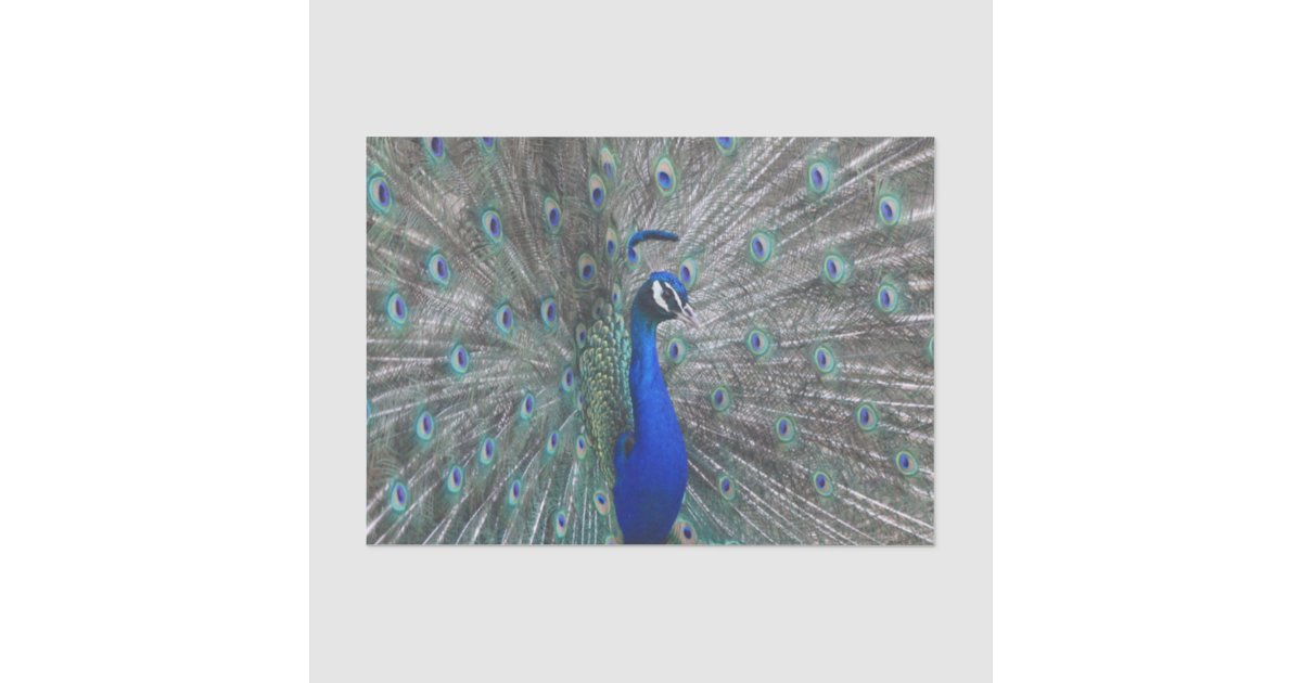 PEACOCK PHOTO TISSUE PAPER | Zazzle