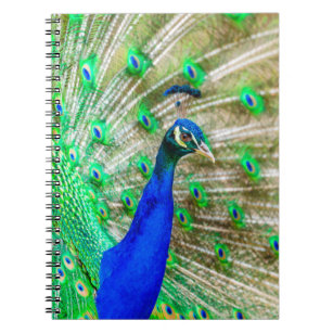 Peacock Notebooks & Journals | Zazzle