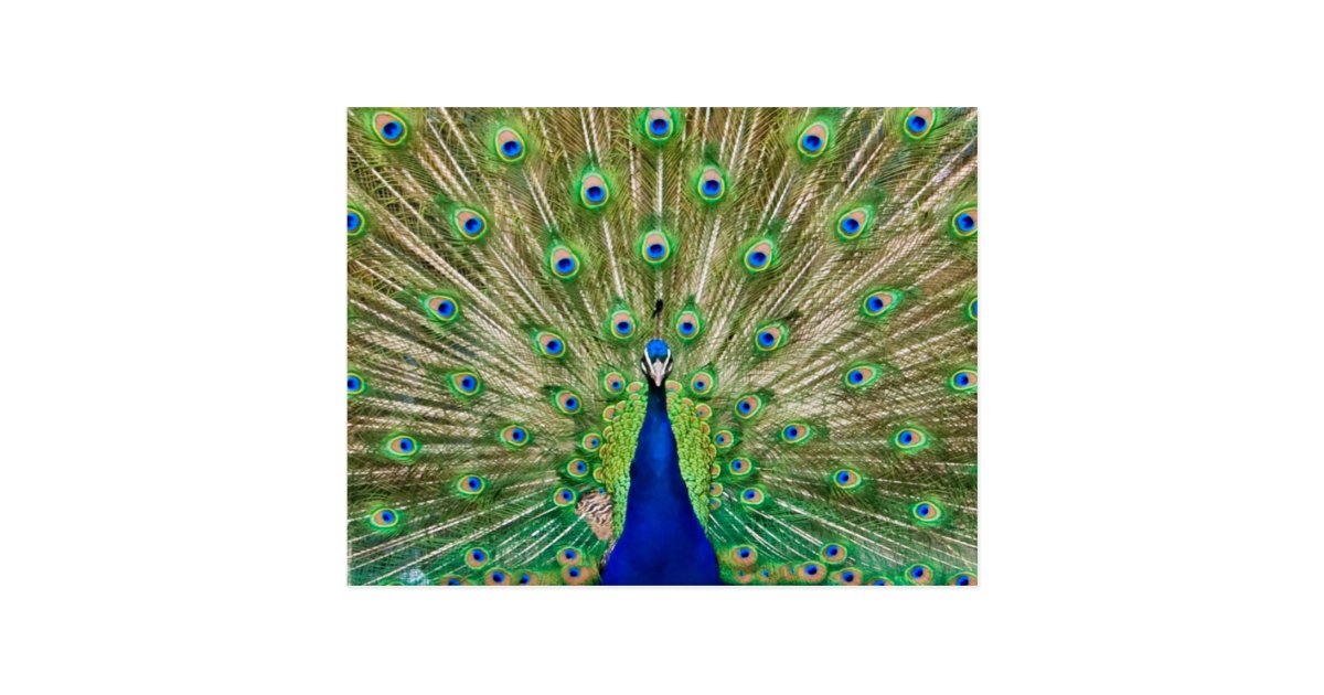 Peacock Postcard