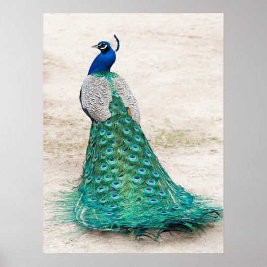 Peacock Poster | Zazzle.com