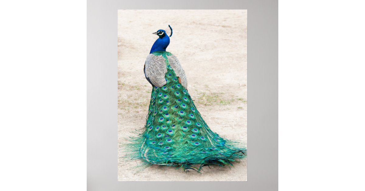 Peacock Poster | Zazzle